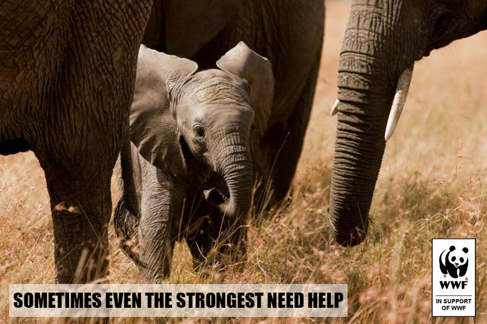 Hiab supports world elephant day | Hiab News Room | Hiab